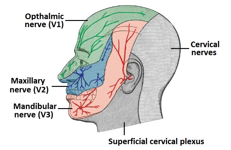 Cervicogenic Headache | Local Physio | Local Physio